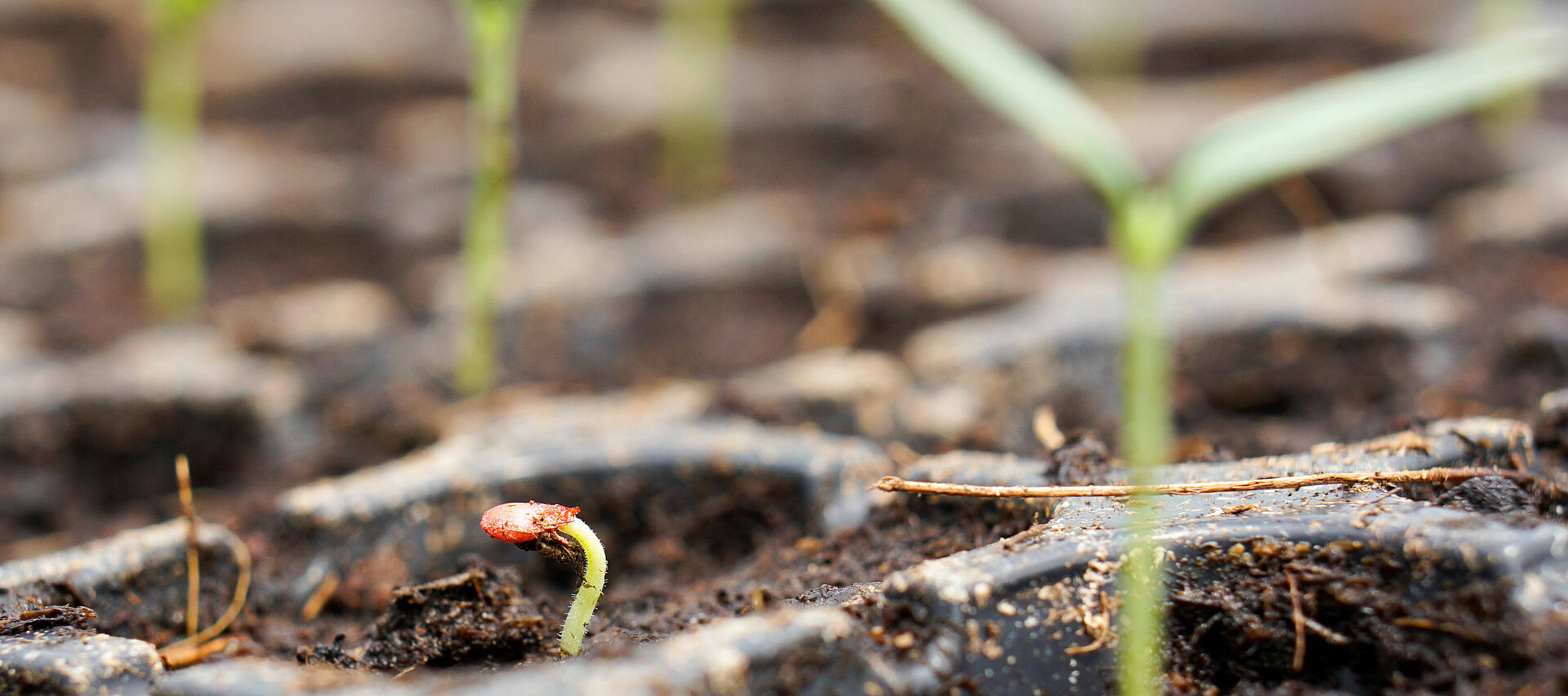 Biological seed treatment | Koppert UK