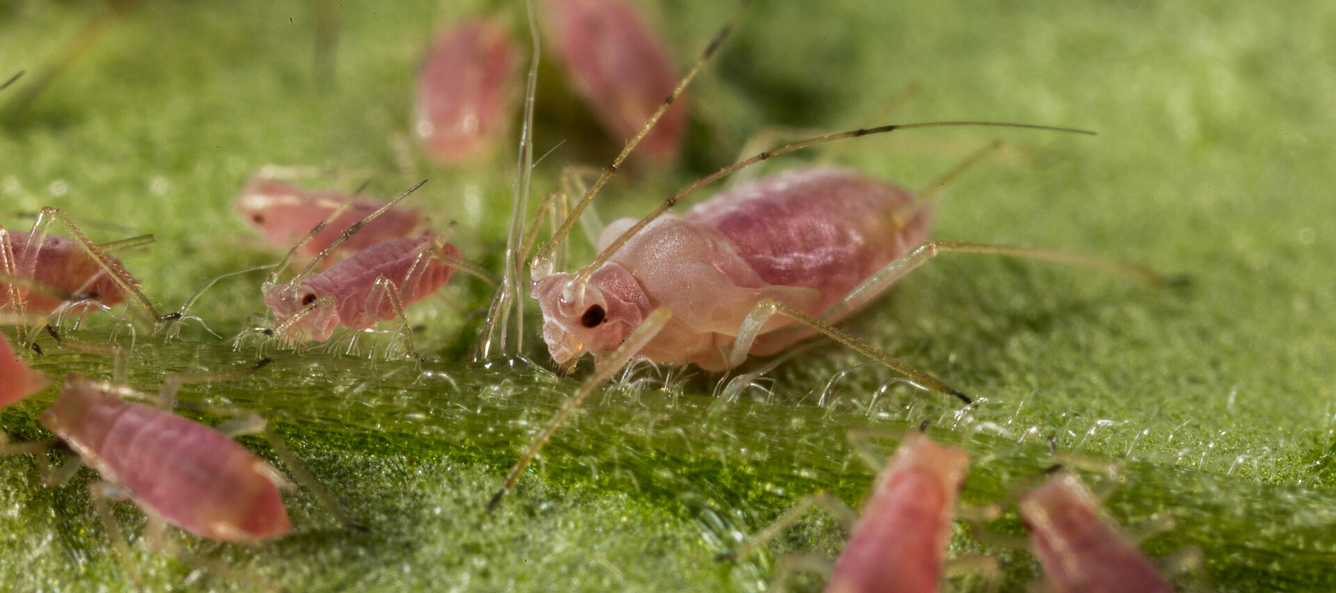 Aphids - Biocontrol, Damage and Life Cycle