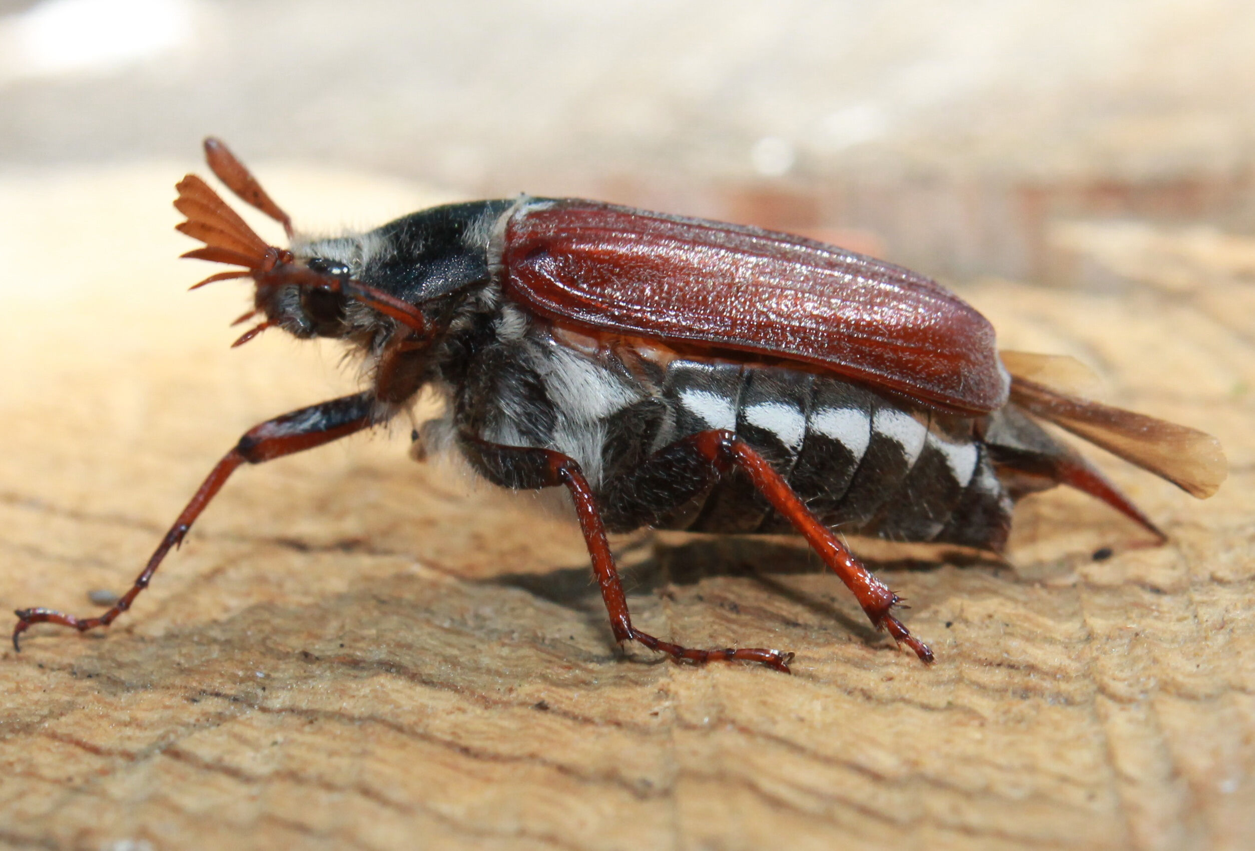 Common cockchafer - Biocontrol, Damage and Life Cycle