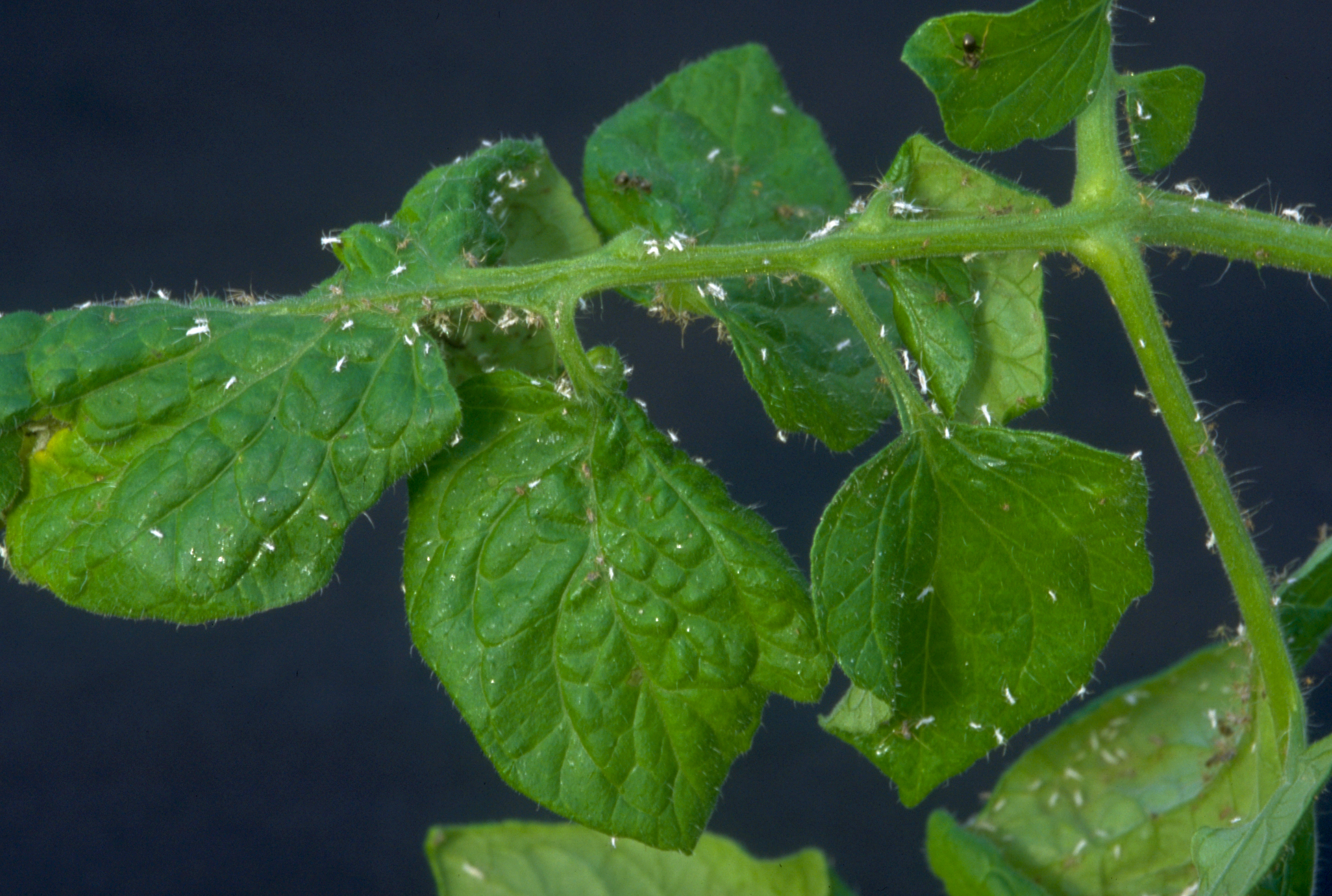 Aphids - Biocontrol, Damage and Life Cycle