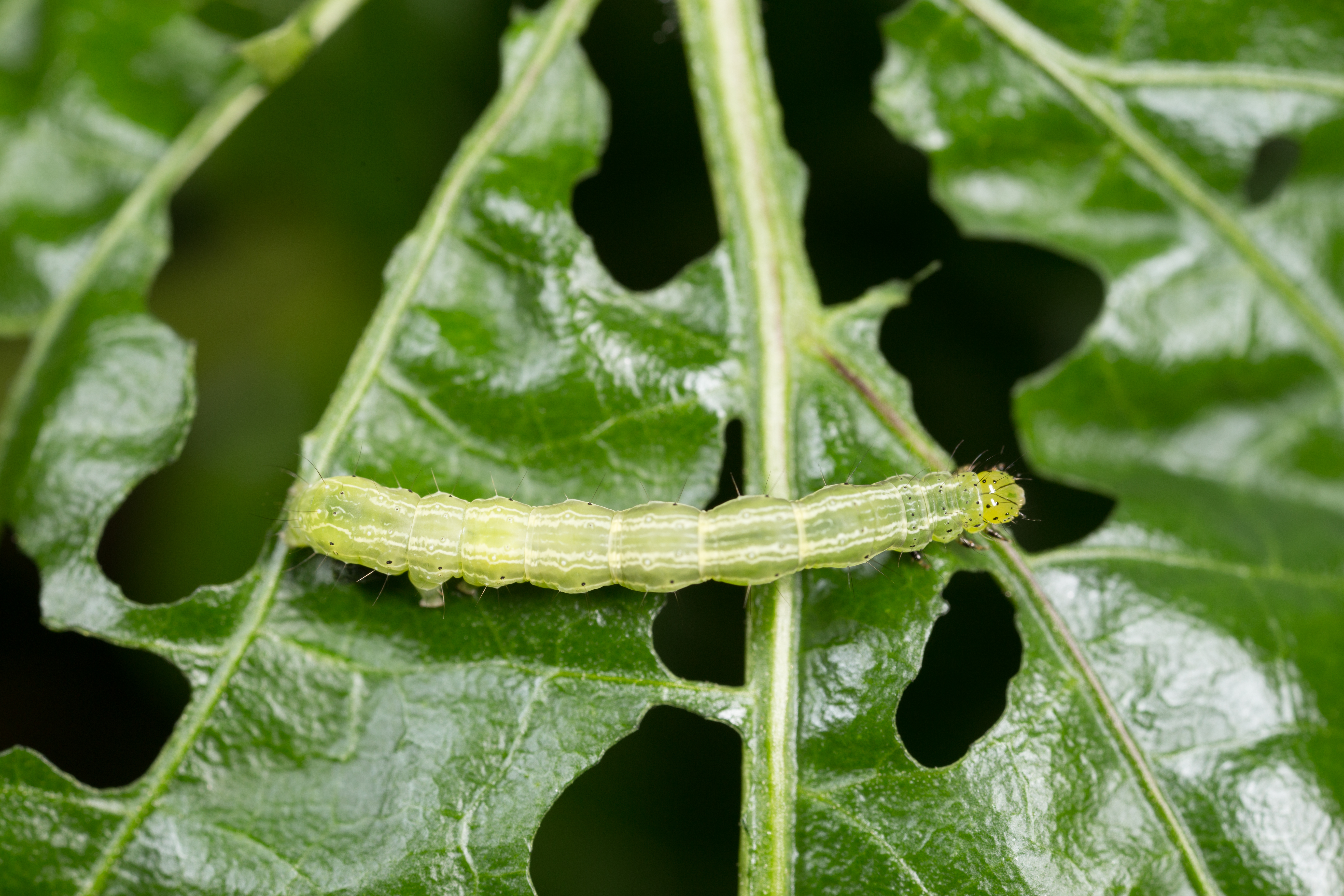 Tomato looper - Biocontrol, Damage and Life Cycle