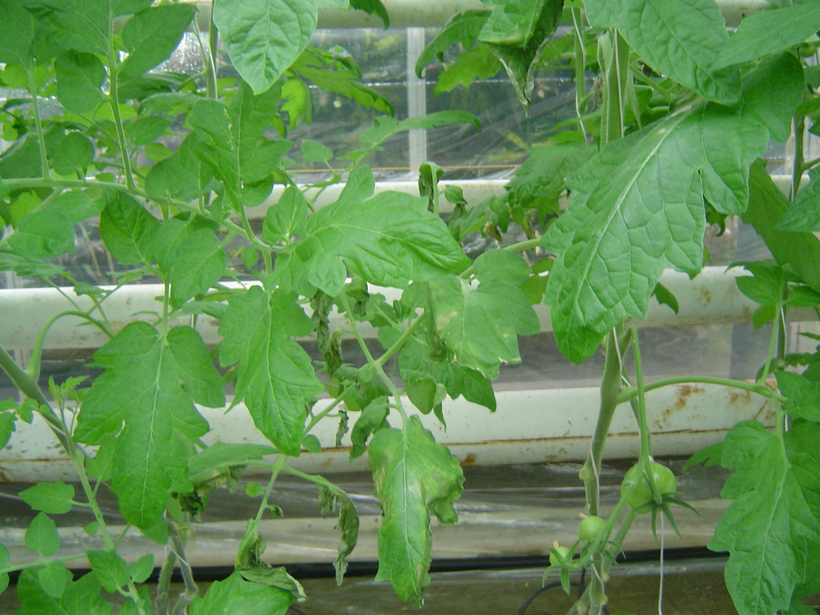 Bacterial canker of tomato - Prevention, Control and Damage