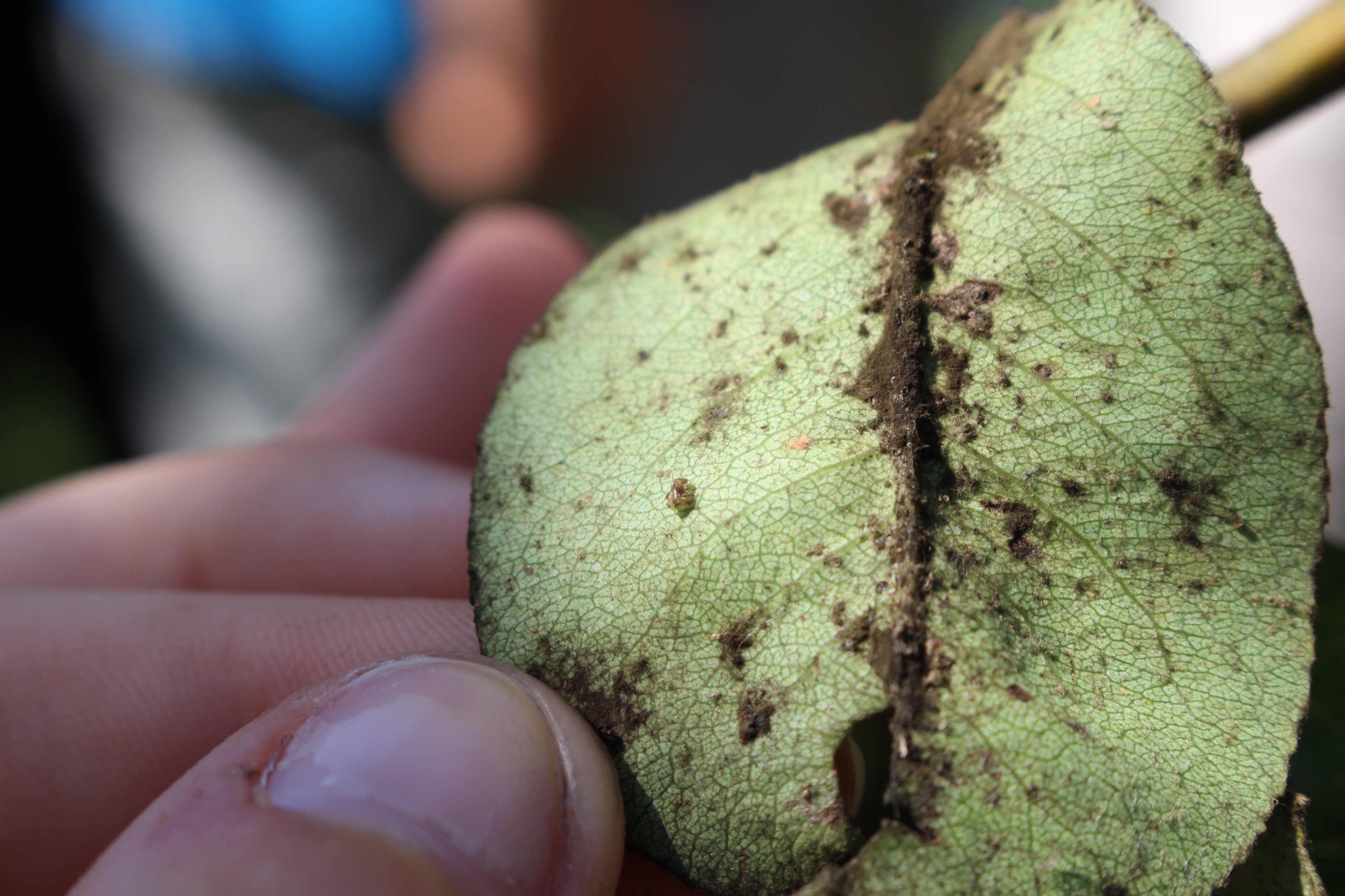 Pear psylla - Biocontrol, Damage and Life Cycle