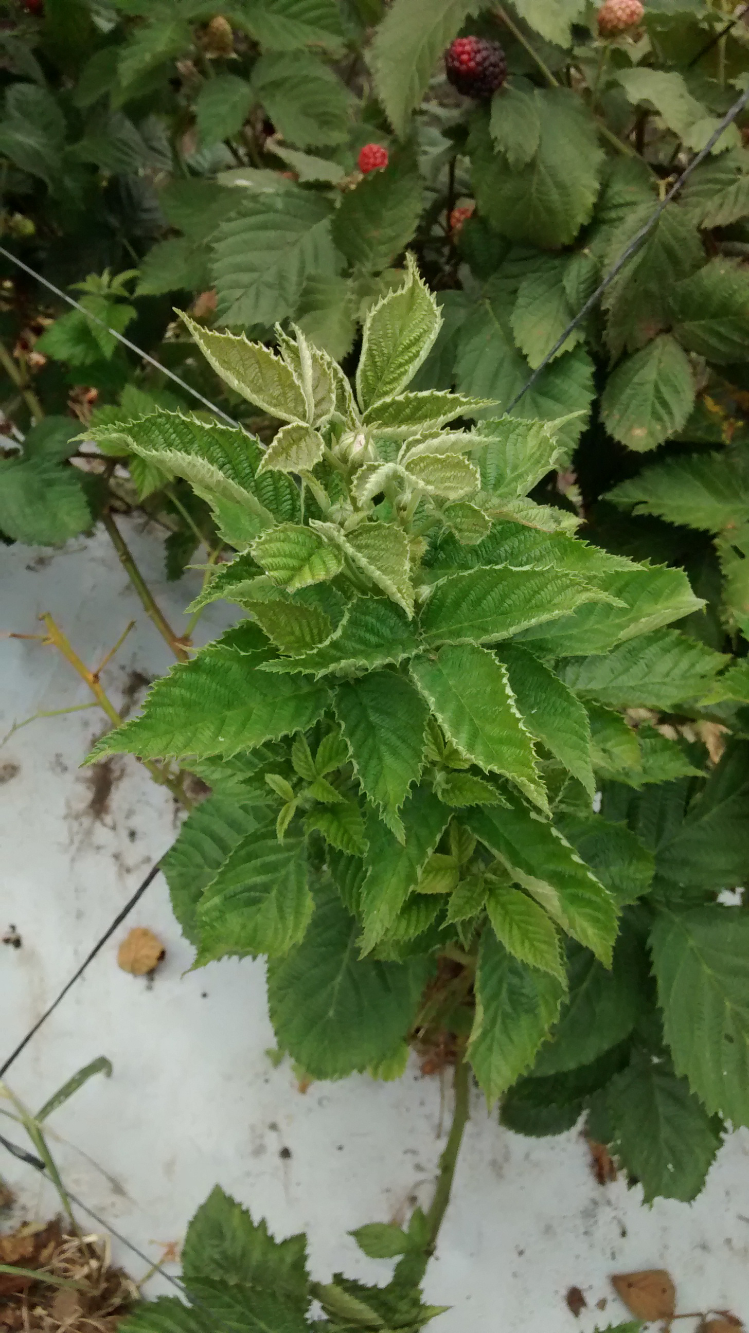 Spider mites and other pest mites - Biocontrol, Damage and Life Cycle