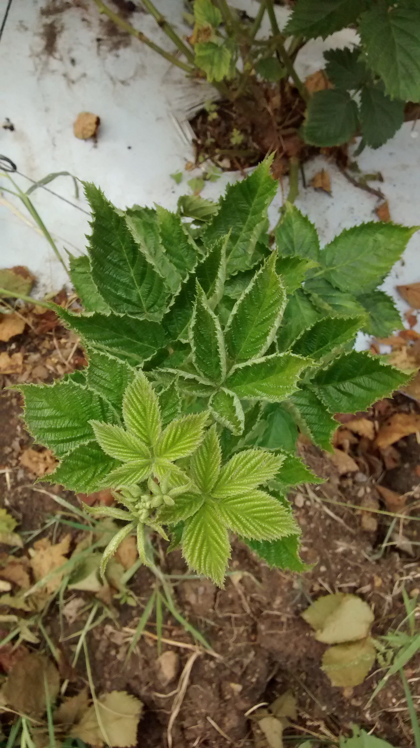 Spider mites and other pest mites - Biocontrol, Damage and Life Cycle