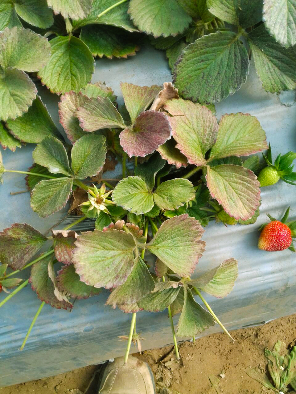 Spider mites and other pest mites - Biocontrol, Damage and Life Cycle