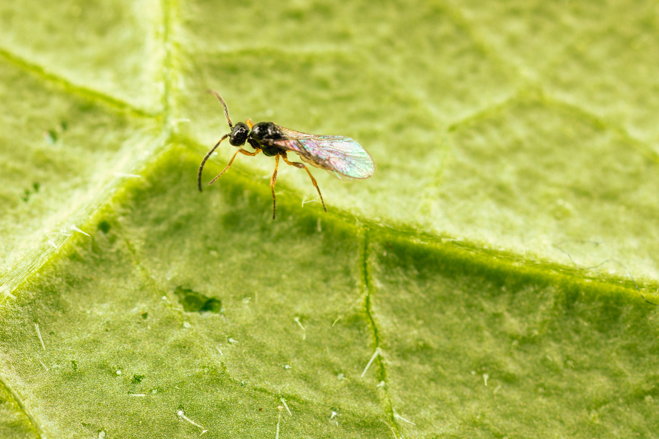 Ephedrus cerasicola (Parasitic Wasp): Biological Control of Aphids