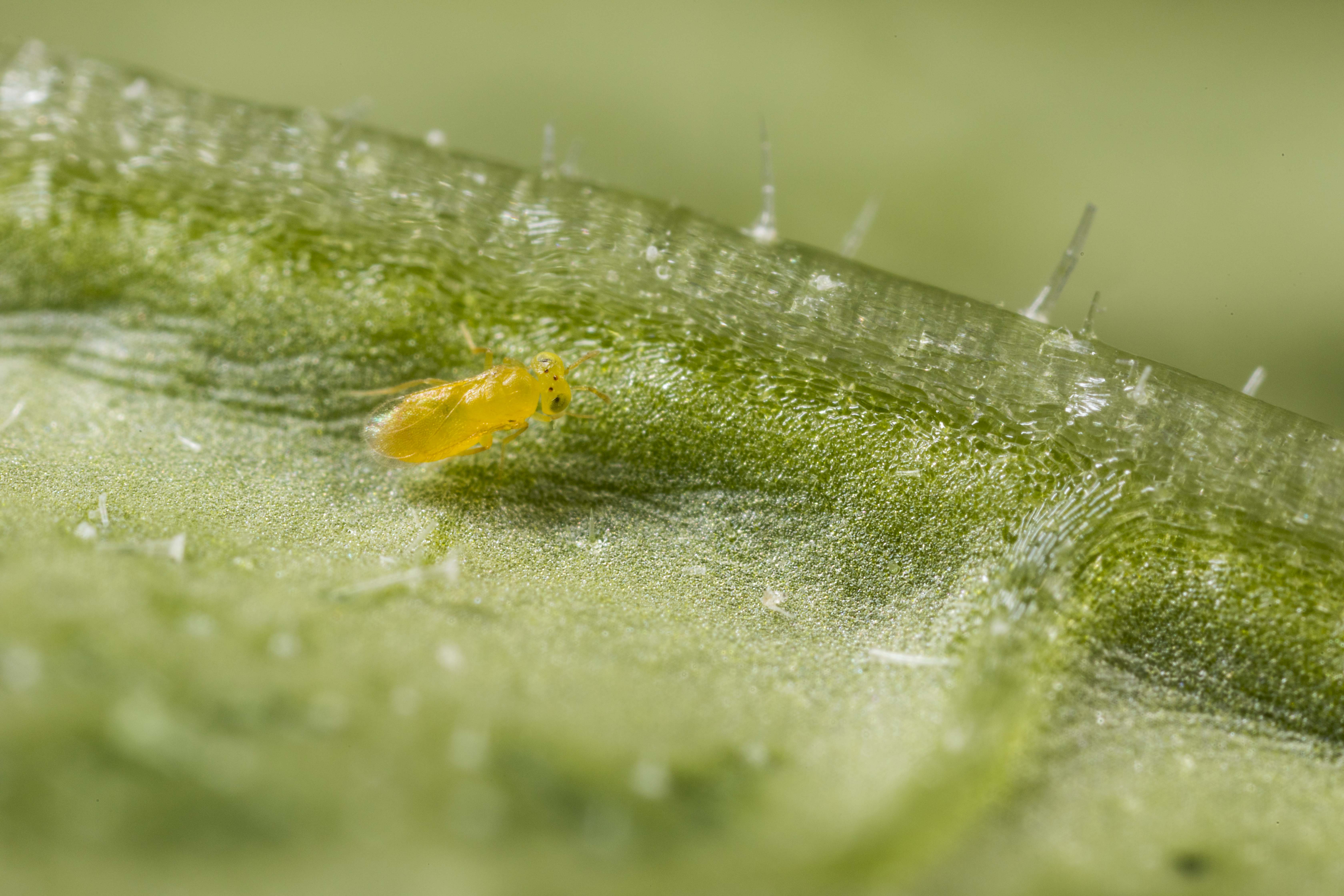 Parasitoid Wasps for Pest Control
